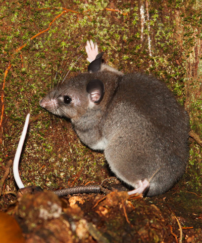 Mammals of Drake Bay, Costa Rica - The Night Tour