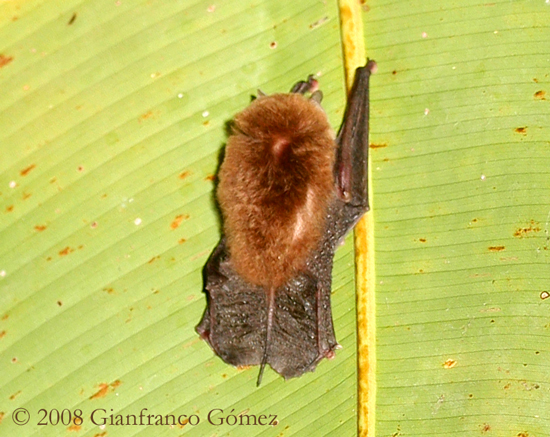 Bats of Drake Bay, Costa Rica - The Night Tour
