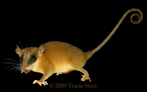 Mammals of Drake Bay, Costa Rica - The Night Tour