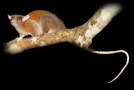 Woolly Opossum (Caluromys derbianus) - The Night Tour - Drake Bay ...