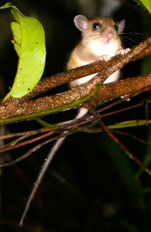 Mammals of Drake Bay, Costa Rica - The Night Tour