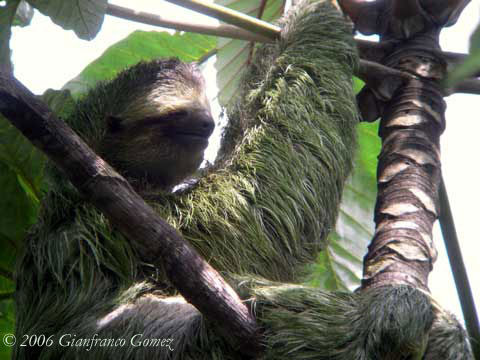 The Daily Dose of Sloth